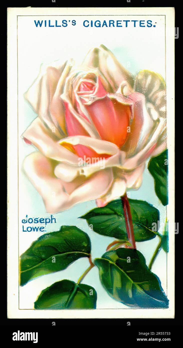 Joseph Lowe Rose - Vintage Cigarette Card Stock Photo - Alamy