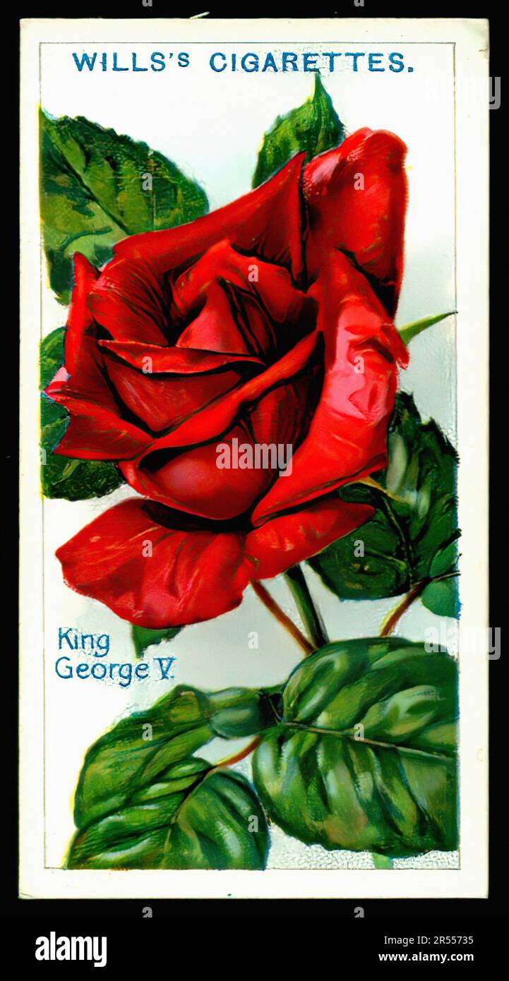 King George V Rose - Vintage Cigarette Card Stock Photo - Alamy