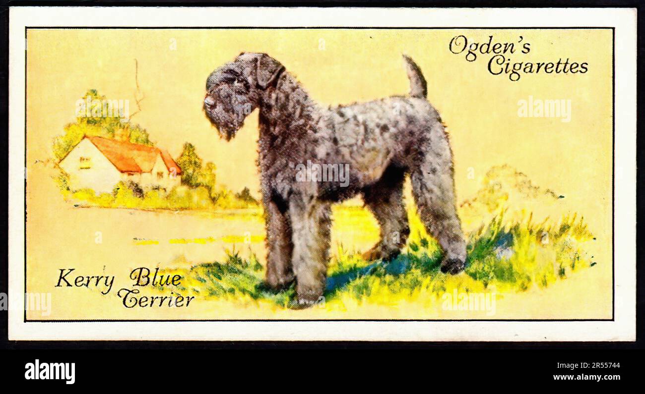 Kerry Blue Terrier - Vintage Cigarette Card Stock Photo - Alamy