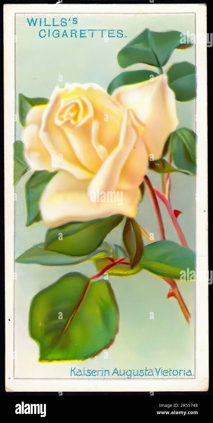 Kaiserin Augusta Victoria Rose - Vintage Cigarette Card Stock Photo - Alamy