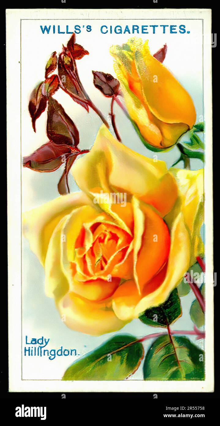 Lady Hillingdon Rose - Vintage Cigarette Card Stock Photo - Alamy