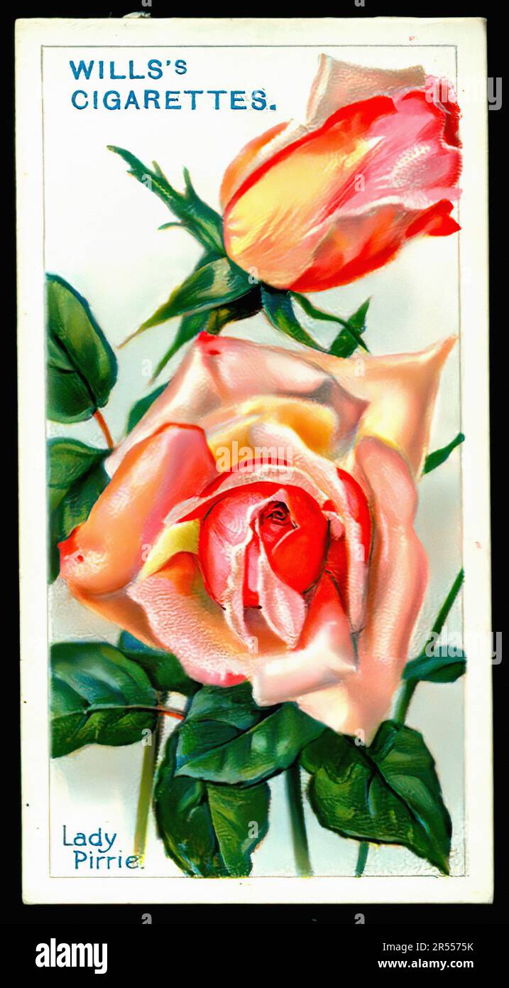 Lady Pirrie Rose - Vintage Cigarette Card Stock Photo - Alamy