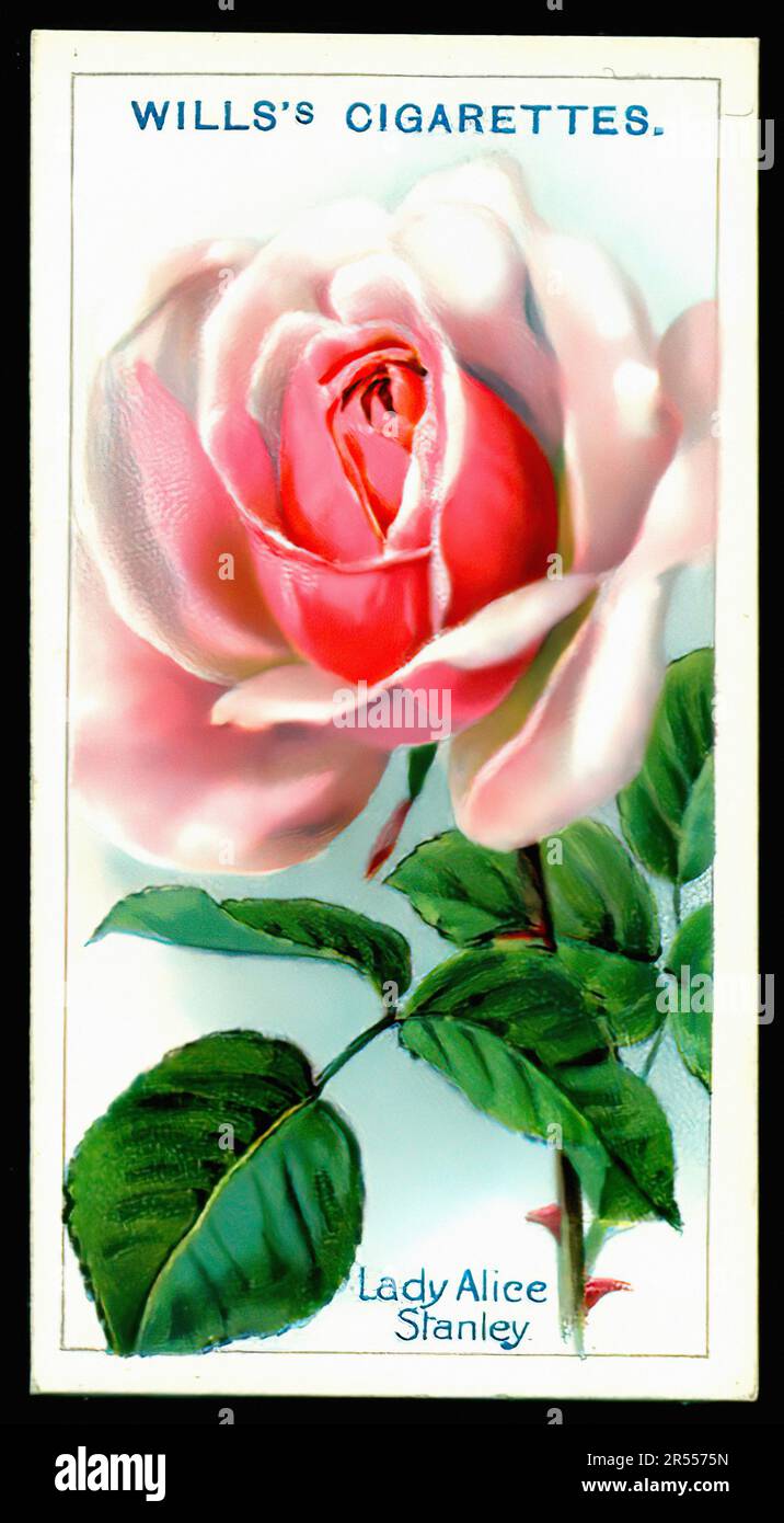 Lady Alice Stanley Rose - Vintage Cigarette Card Stock Photo - Alamy