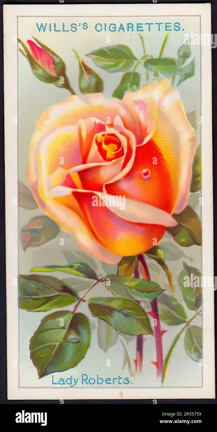 Lady Roberts Rose - Vintage Cigarette Card Stock Photo - Alamy