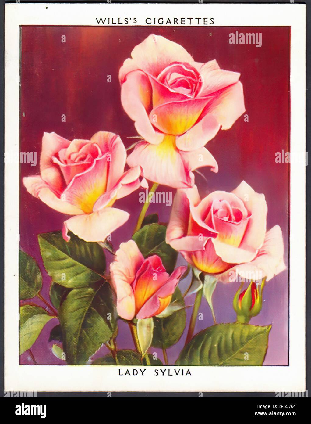 Lady Sylvia Rose - Vintage Cigarette Card Stock Photo - Alamy