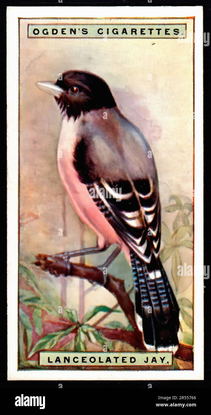 Lanceolated Jay - Vintage Cigarette Card Stock Photo - Alamy