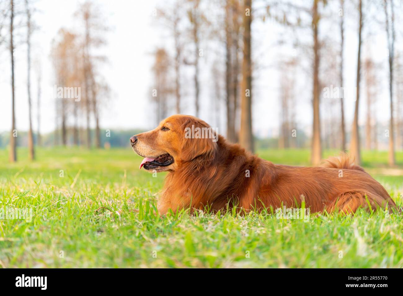 Golden retriever resting on the grass Stock Photo - Alamy
