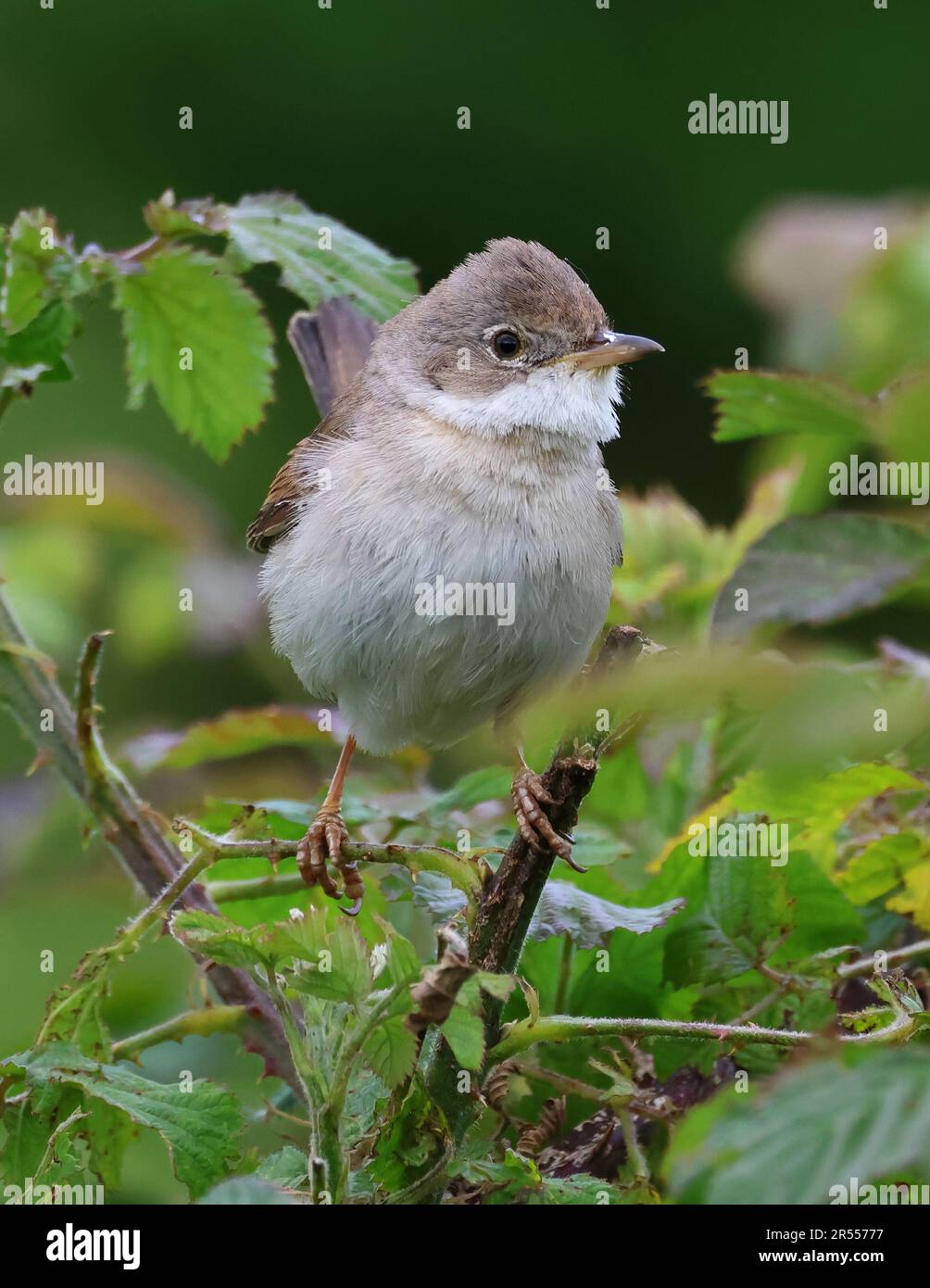 A Common Whitethroat in a patch of bramble in the Cotswold Hills ...