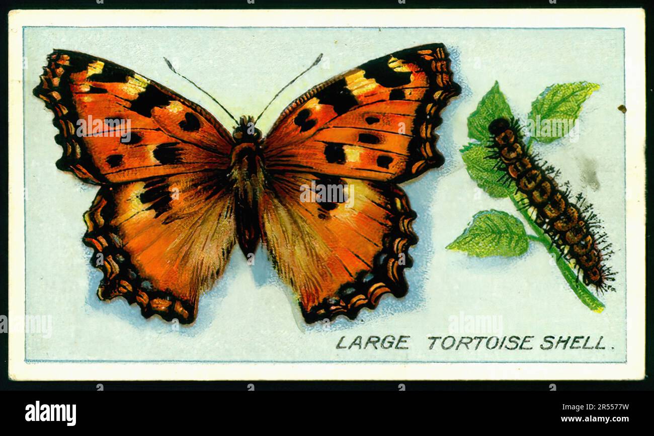 Large Tortoise Shell Butterfly - Vintage Cigarette Card Stock Photo - Alamy