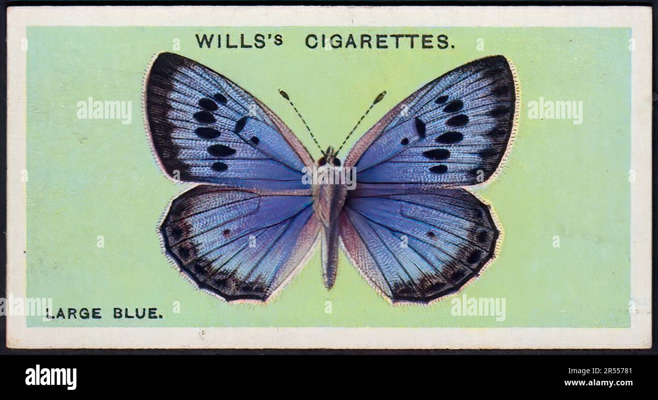 Large Blue Butterfly - Vintage Cigarette Card Stock Photo - Alamy