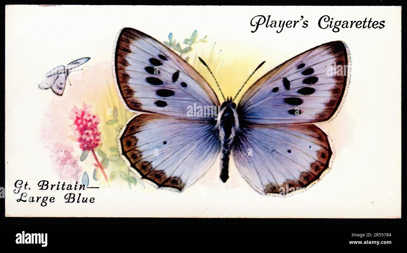Large Blue Butterfly 001 - Vintage Cigarette Card Stock Photo - Alamy