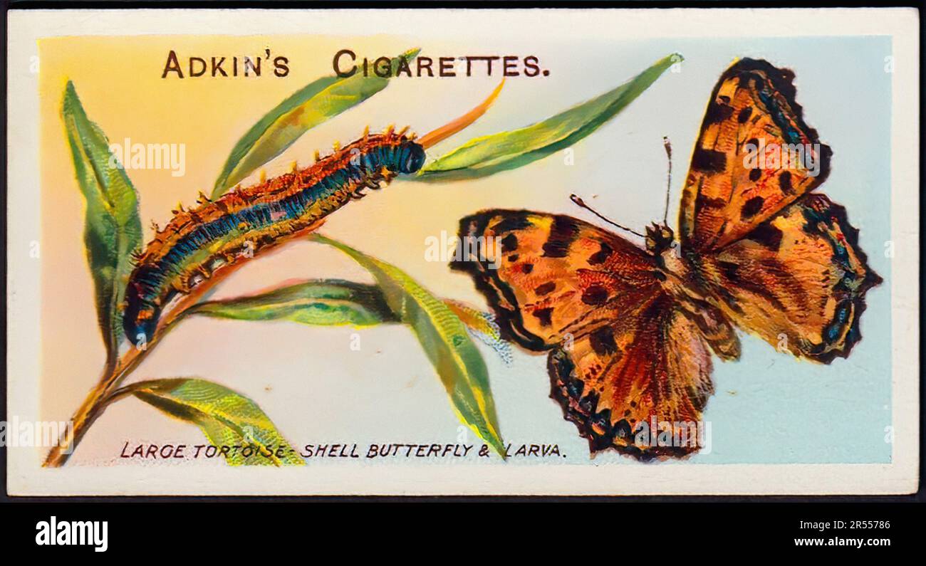 Tortoise shell graphic hi-res stock photography and images - Alamy