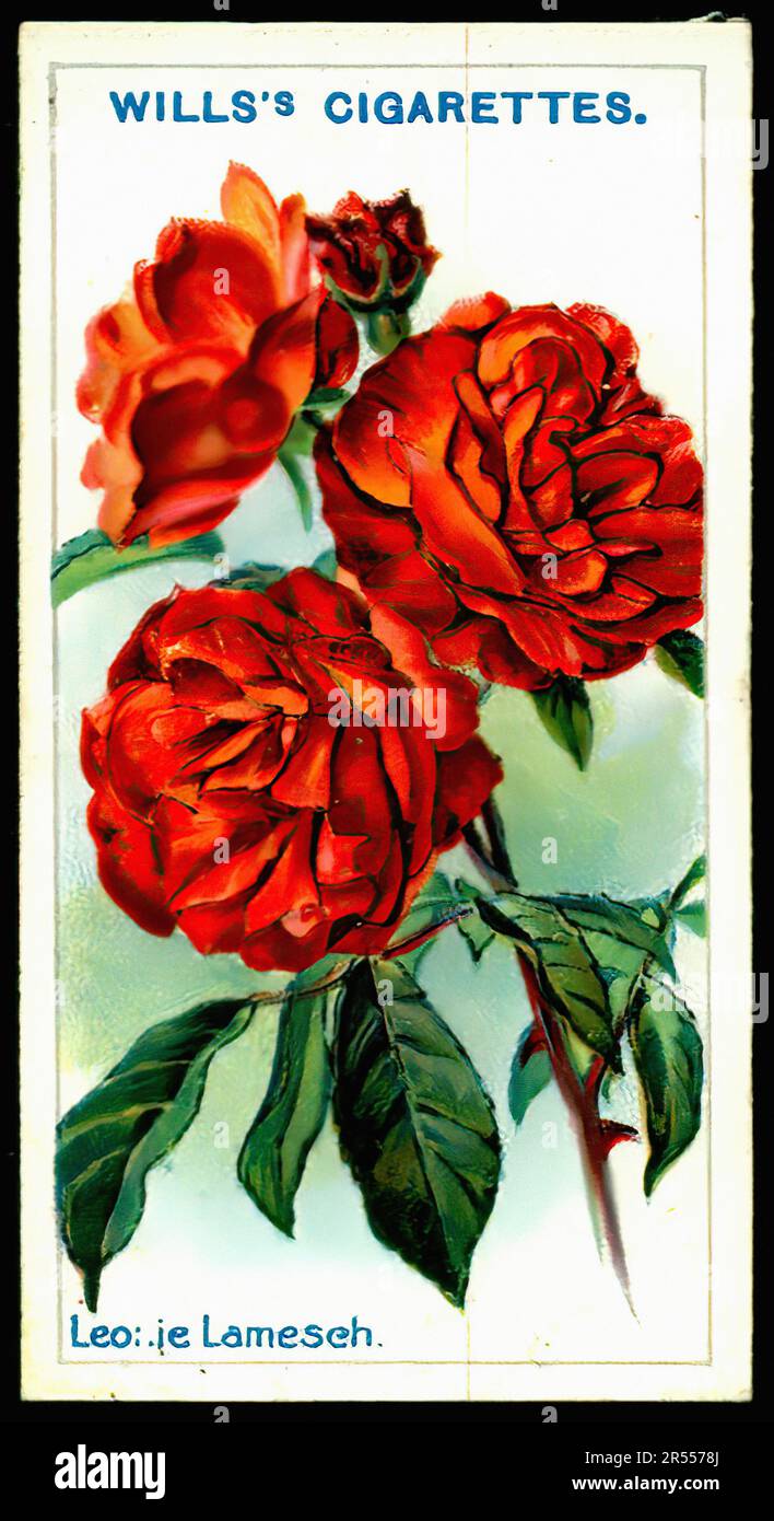 Leonie Lamesch Rose - Vintage Cigarette Card Stock Photo - Alamy