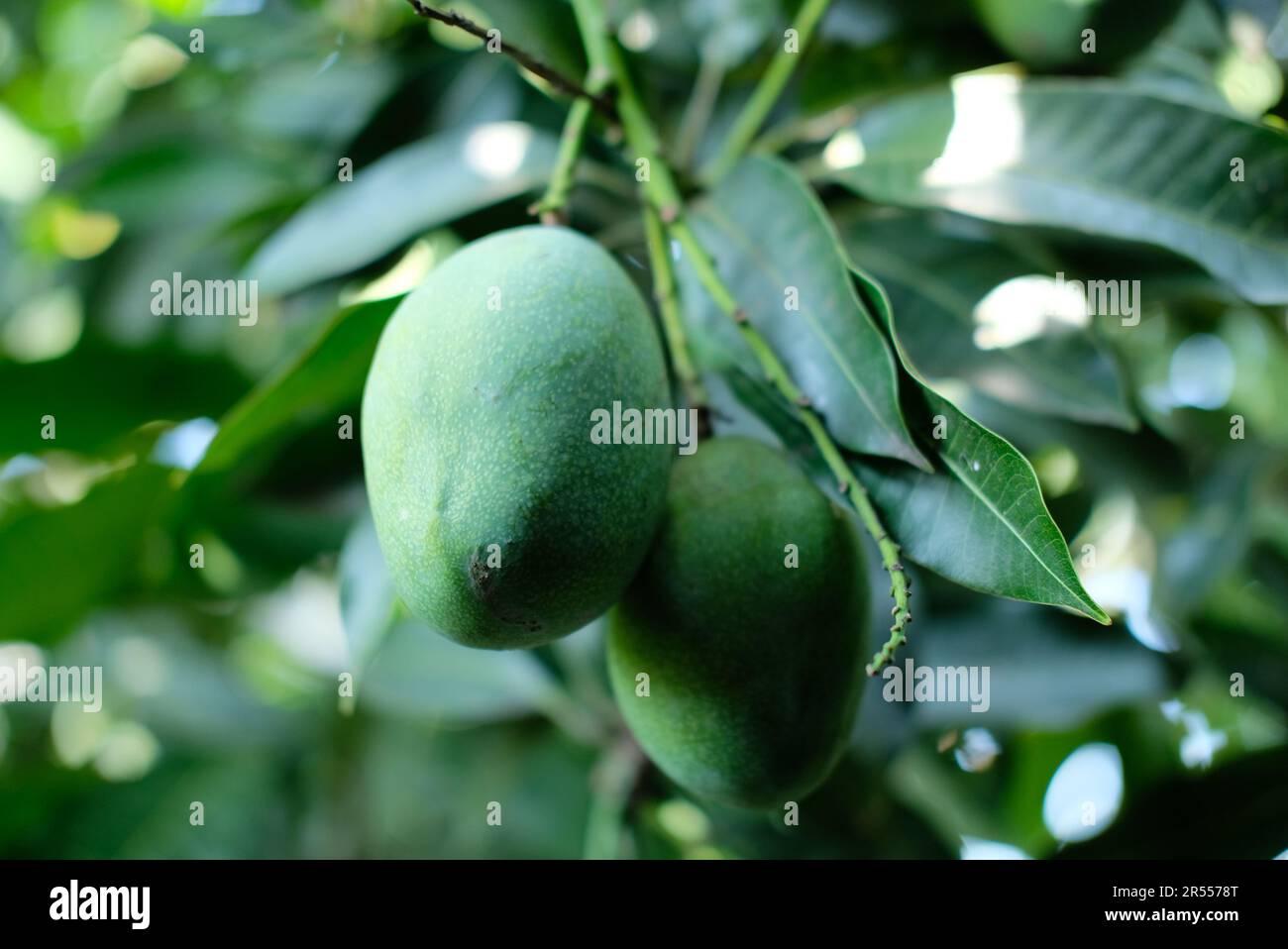 A bunch of mango with blur leaf background. Young mango Stock Photo - Alamy