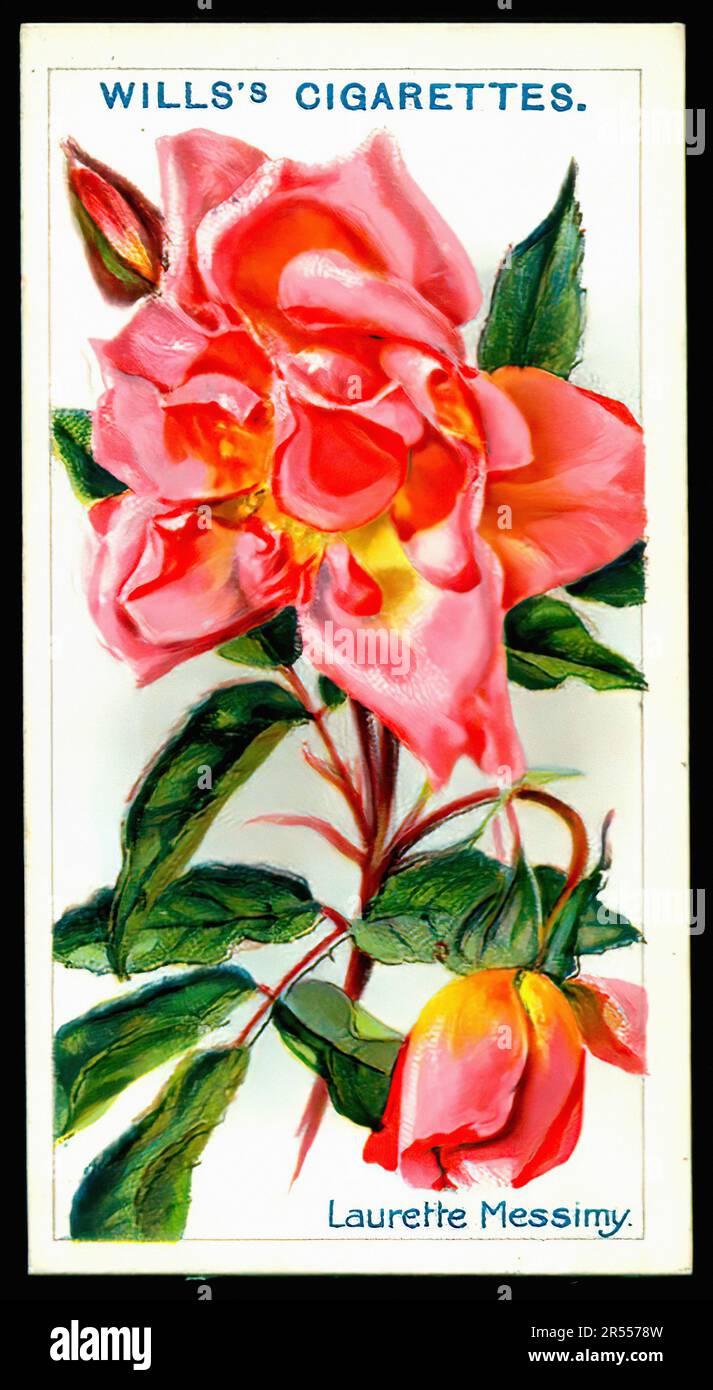 Laurette Messimy Rose - Vintage Cigarette Card Stock Photo - Alamy