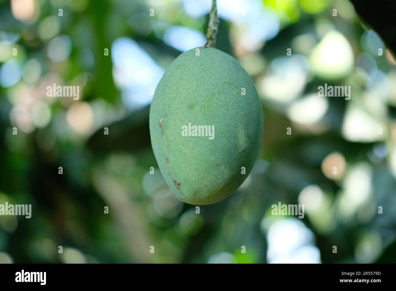 A bunch of mango with blur leaf background. Young mango Stock Photo - Alamy