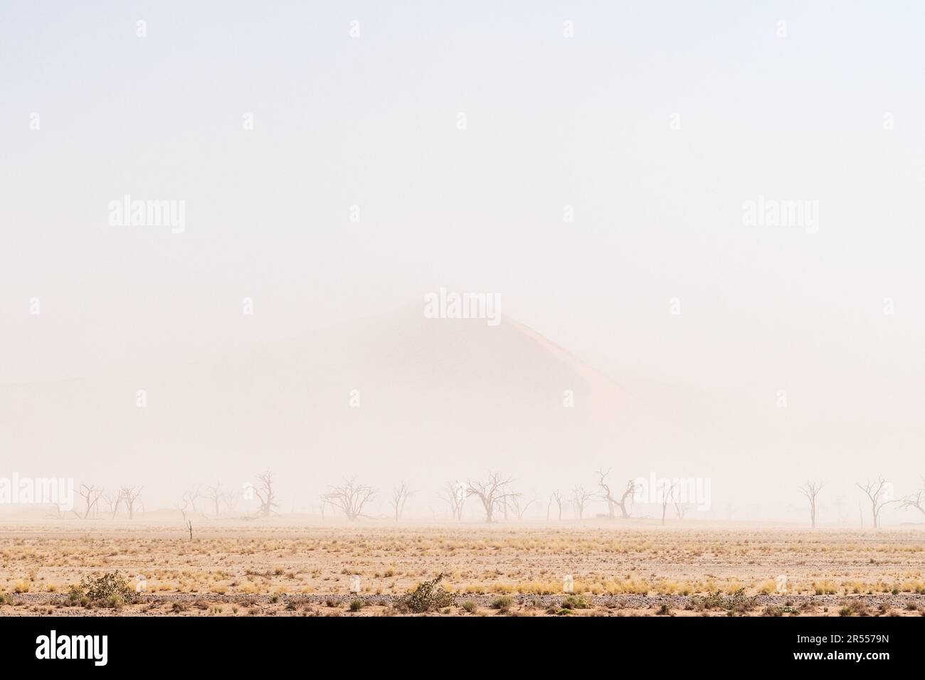 A tree-lined landscape in the Namibia sossusvlei in limited visibility ...