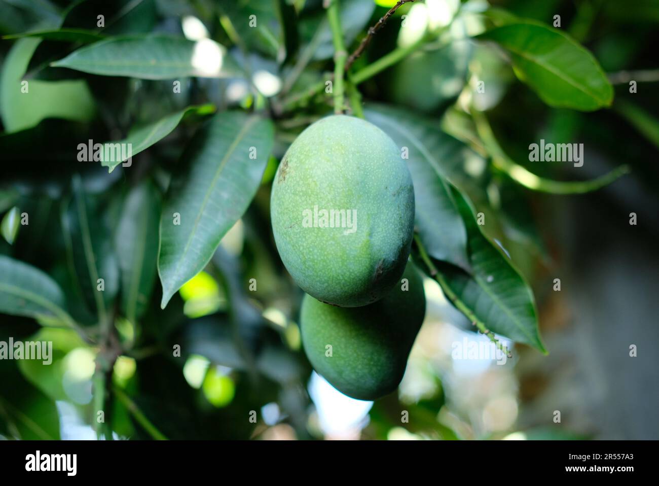 A bunch of mango with blur leaf background. Young mango Stock Photo - Alamy