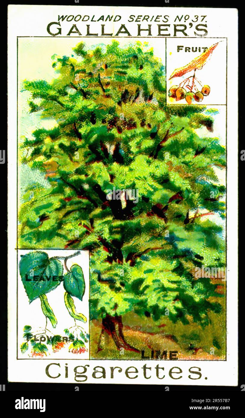 Lime Tree - Vintage Cigarette Card Stock Photo - Alamy