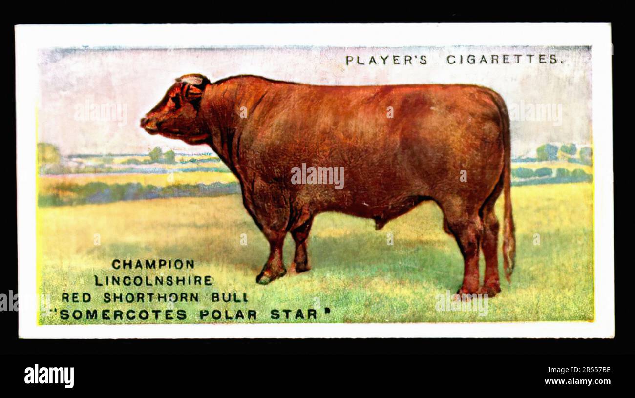 Lincolnshire Red Shorthorn Bull - Vintage Cigarette Card Stock Photo ...