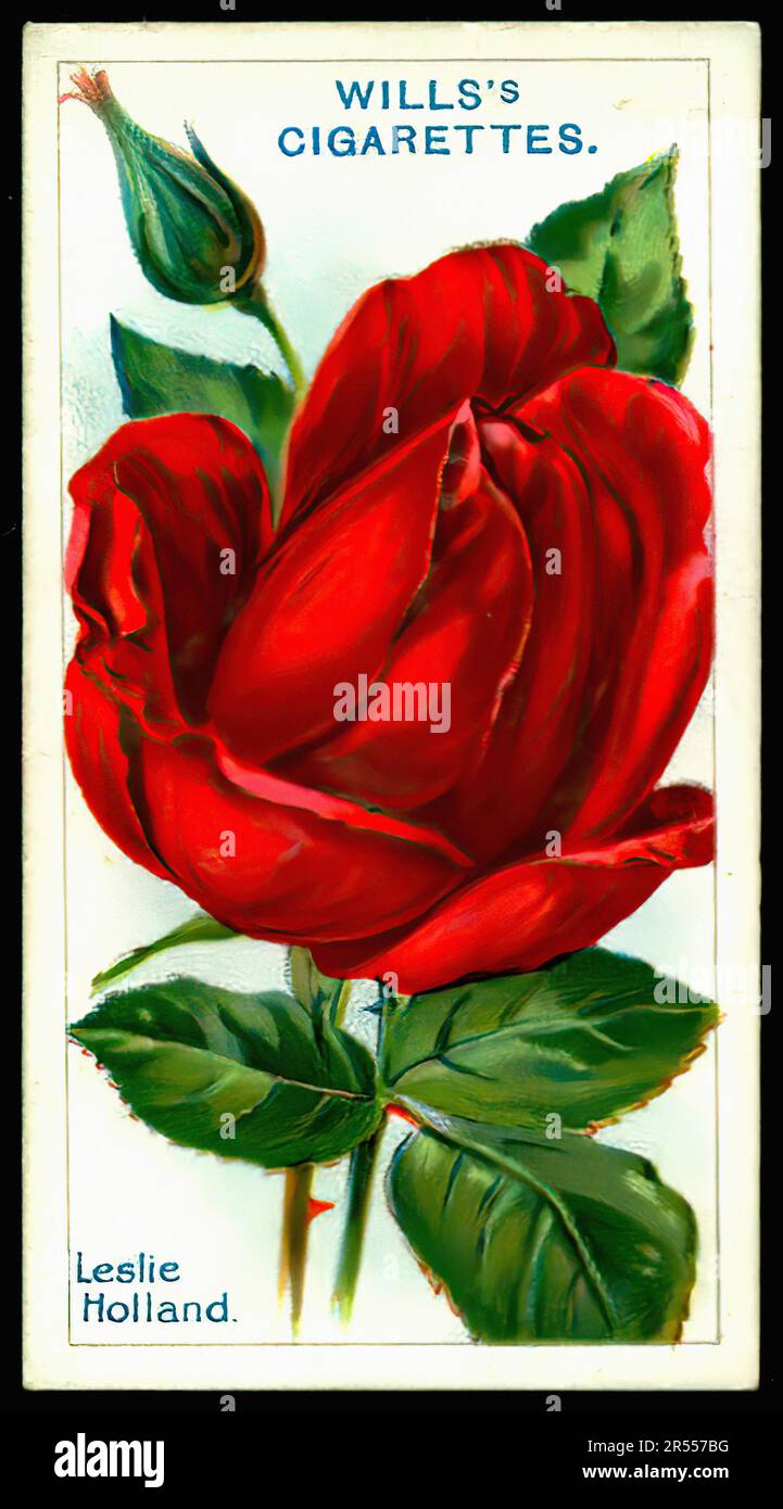Leslie Holland Rose - Vintage Cigarette Card Stock Photo - Alamy