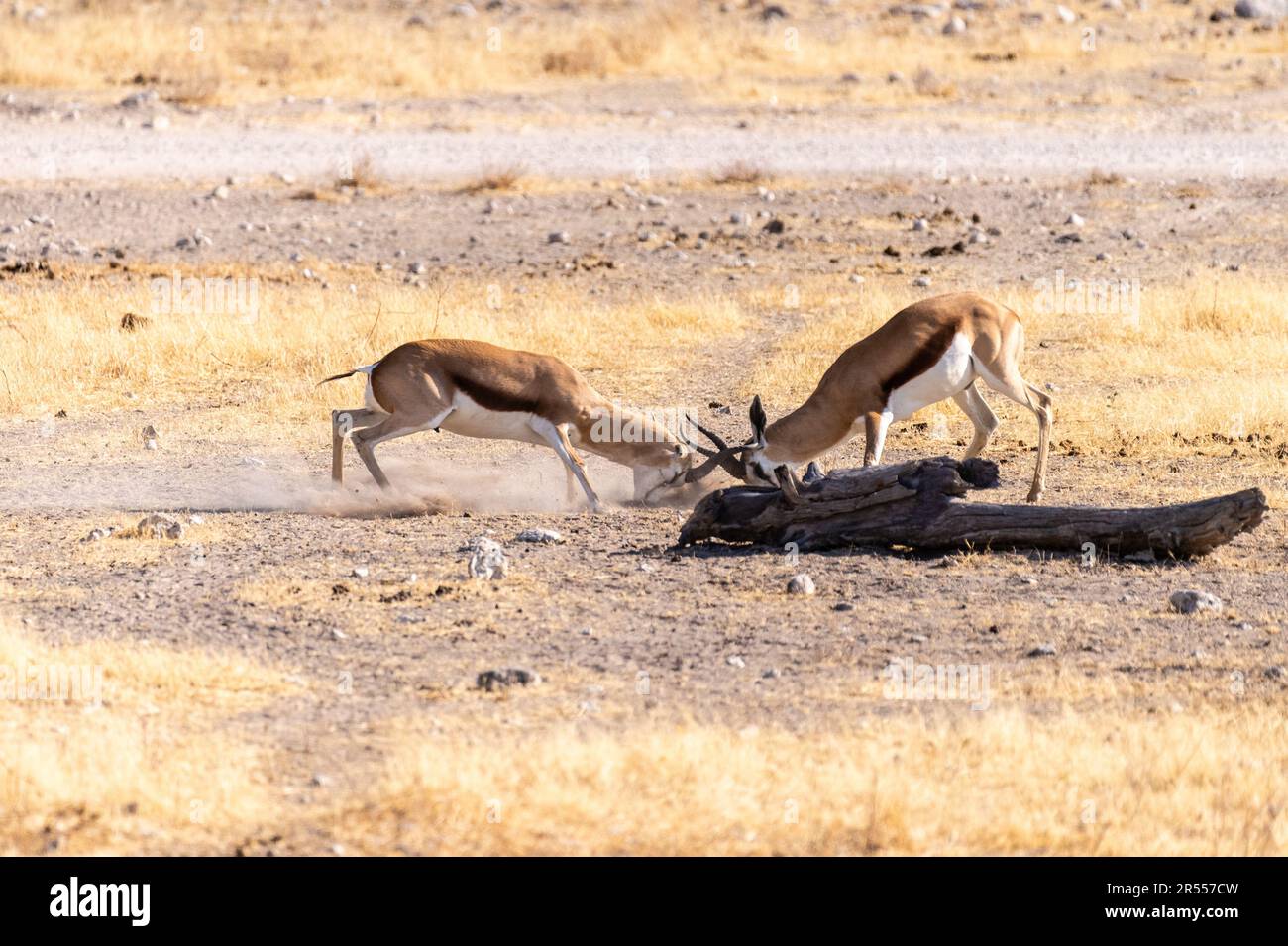 Telephoto shot of two Impalas - Aepyceros melampus- engaging in a head ...
