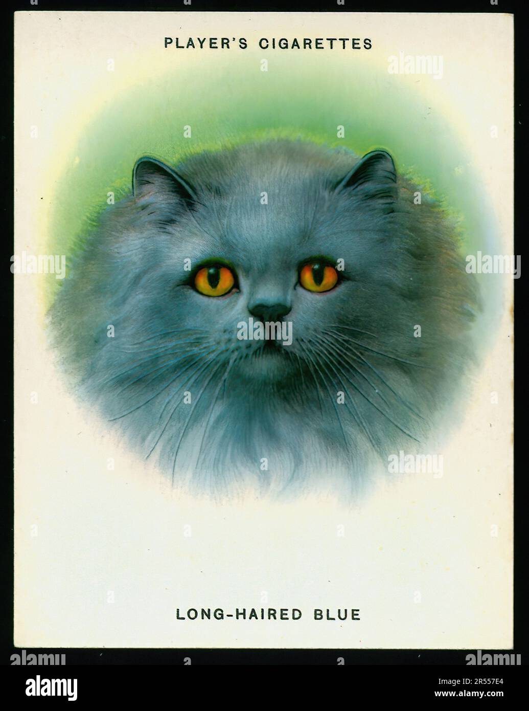 Long Haired Blue - Vintage Cigarette Card Stock Photo - Alamy