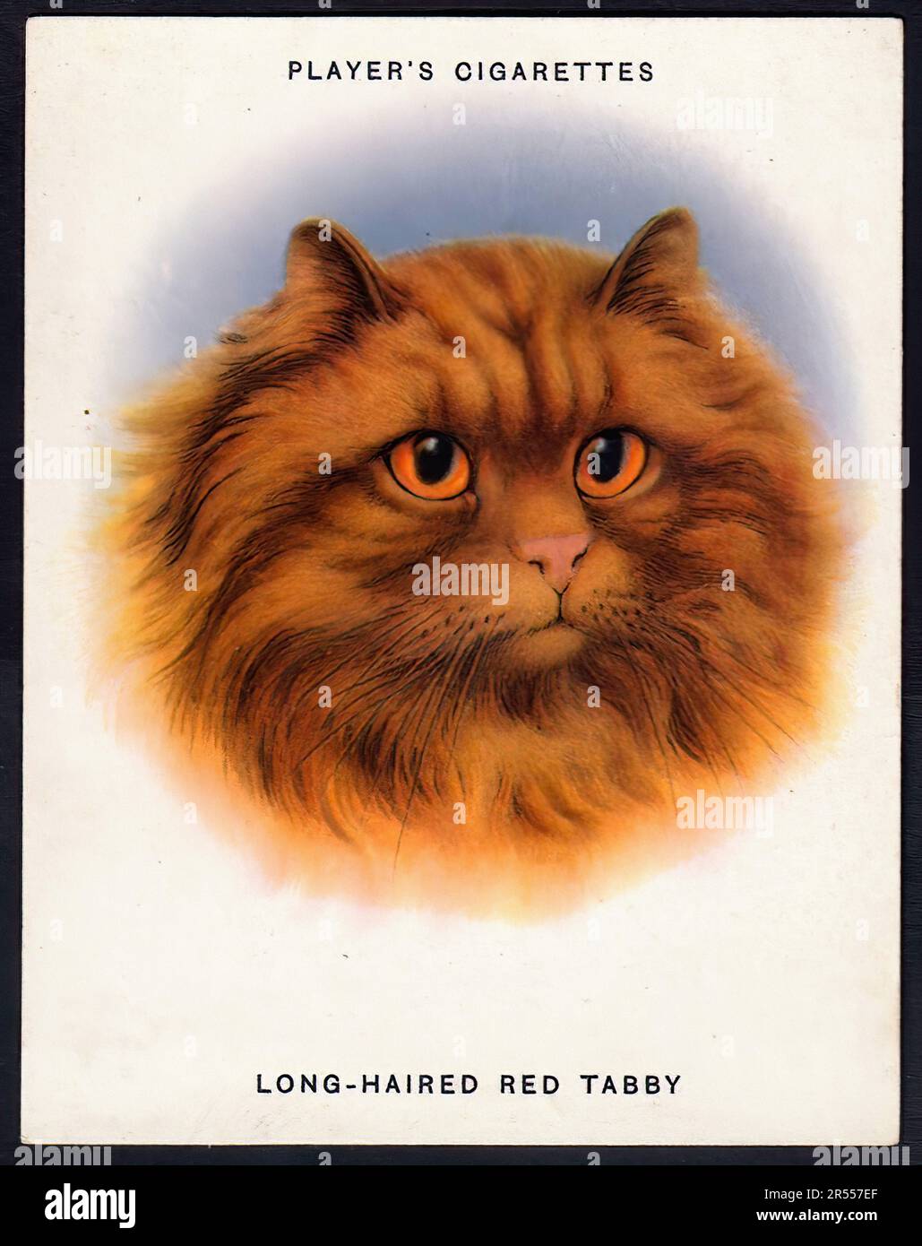 Long Haired Red Tabby - Vintage Cigarette Card Stock Photo - Alamy