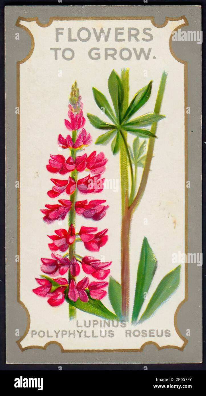 Lupin - Vintage Cigarette Card Stock Photo - Alamy