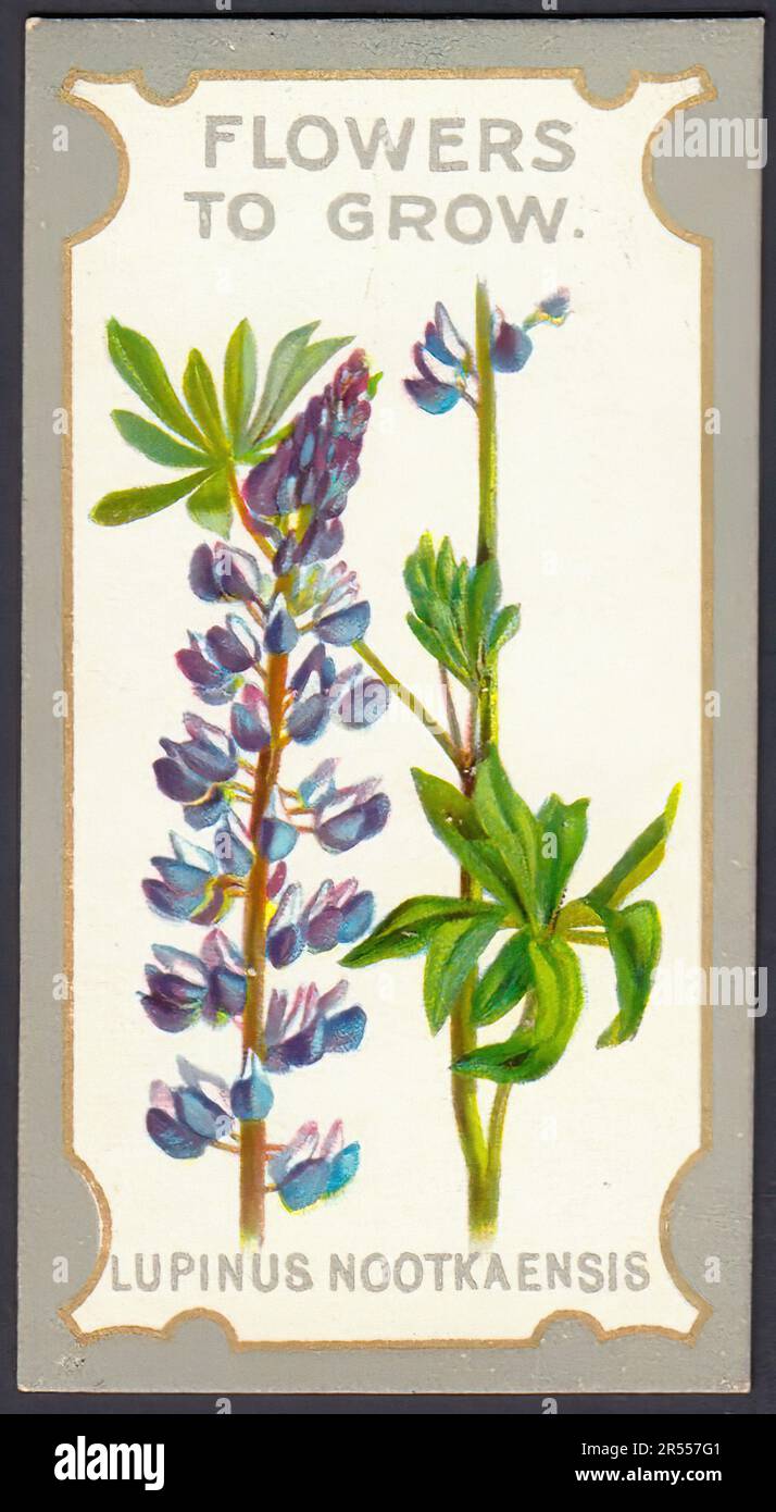 Lupin 001 - Vintage Cigarette Card Stock Photo - Alamy
