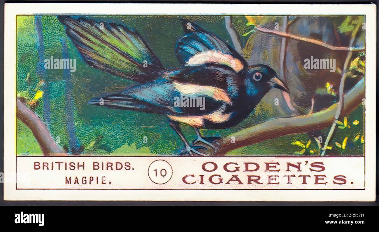 Magpie 001 - Vintage Cigarette Card Stock Photo - Alamy