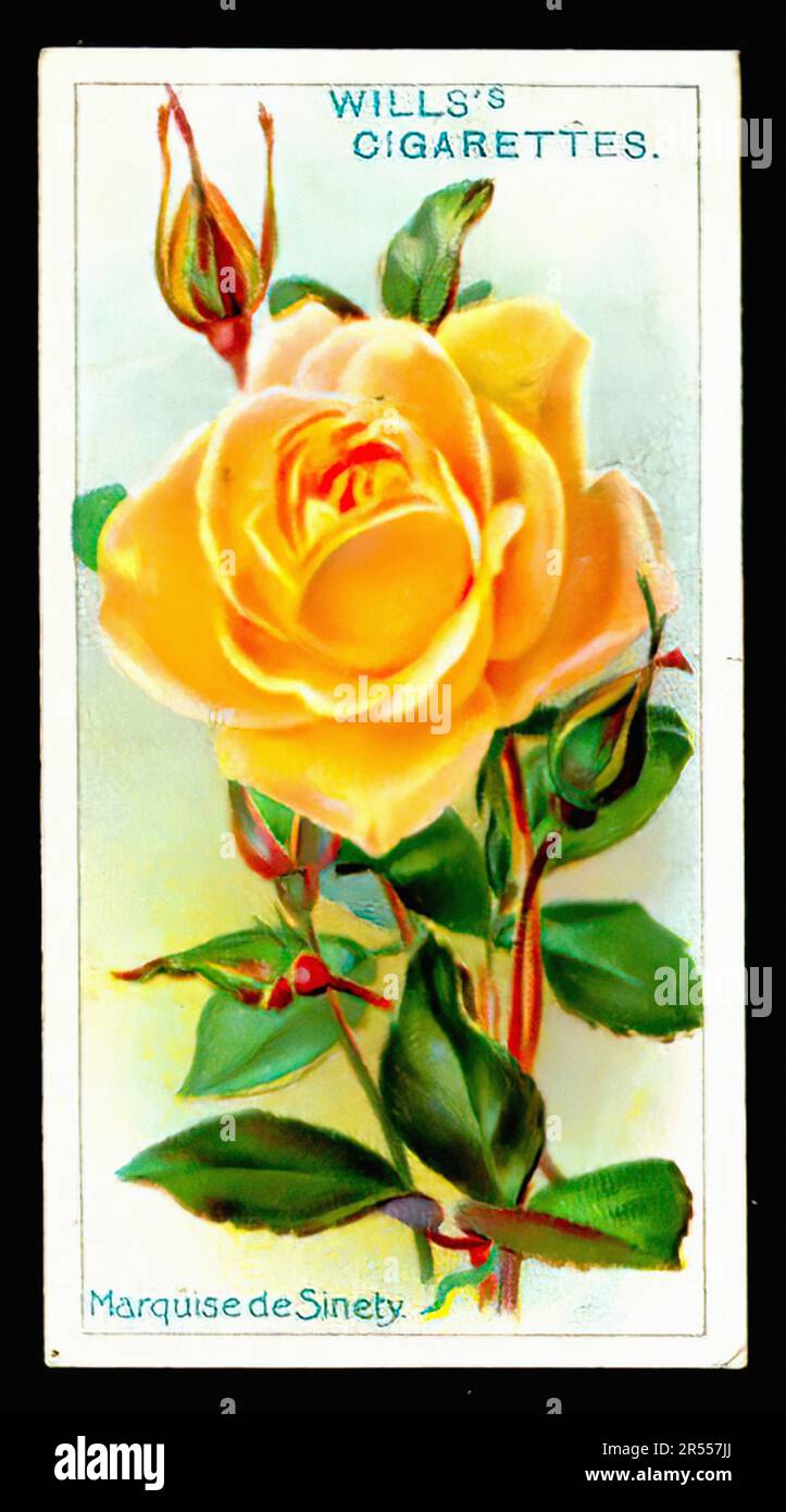 Marquise De Sinety Rose - Vintage Cigarette Card Stock Photo - Alamy