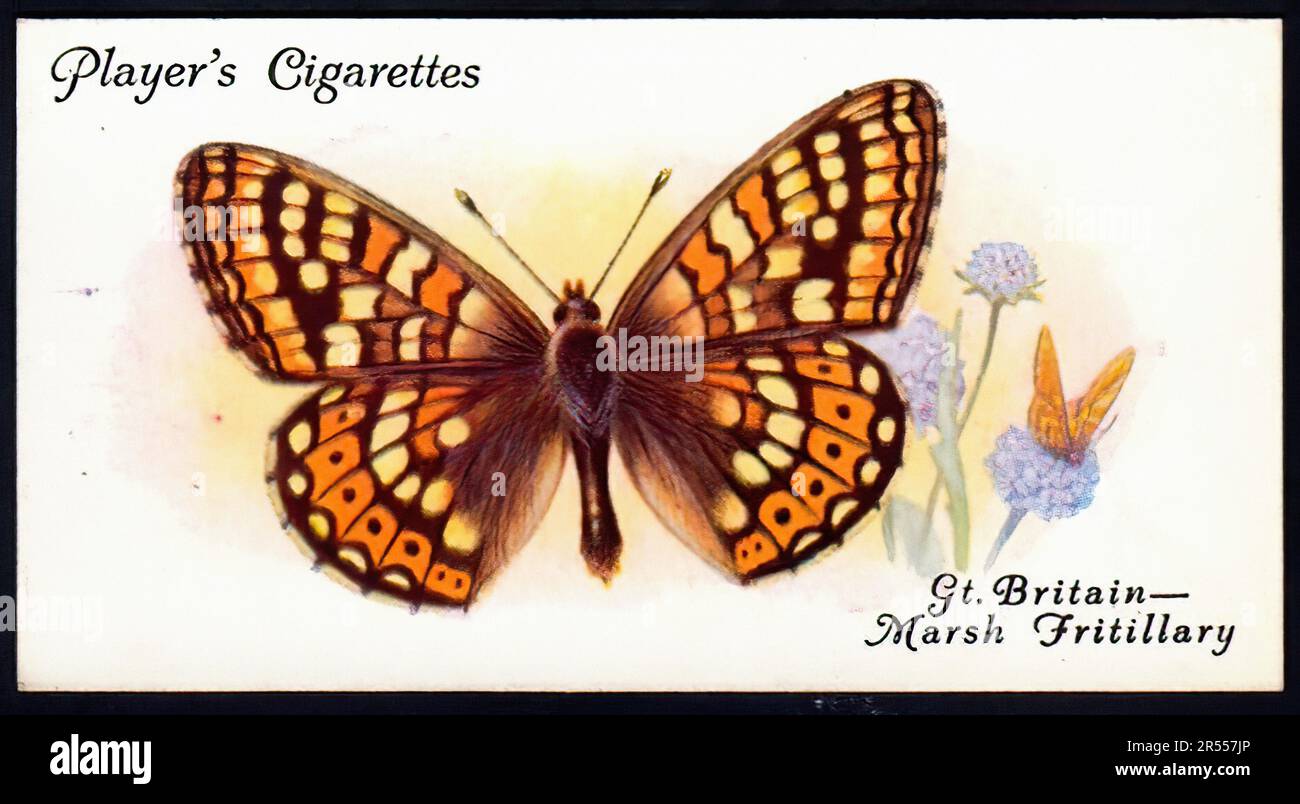 Marsh Fritillary Butterfly 001 - Vintage Cigarette Card Stock Photo - Alamy