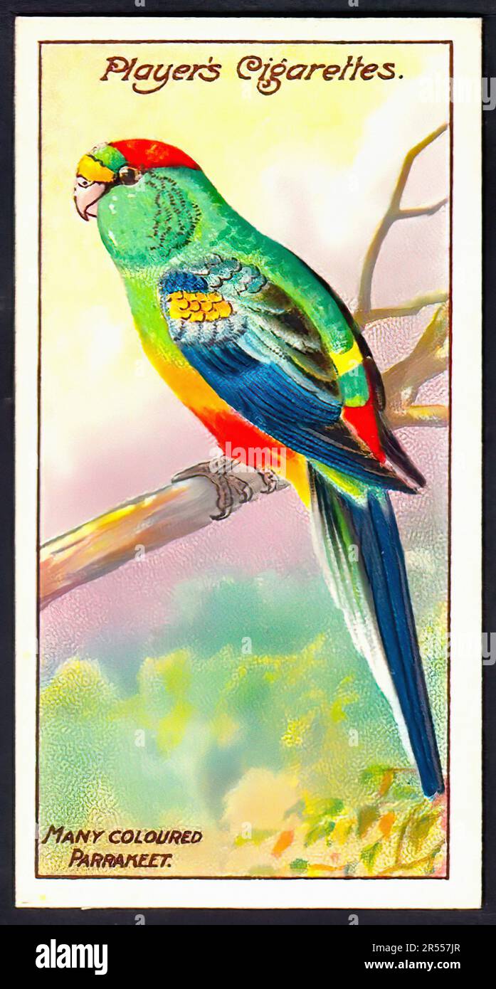 Many coloured parrakeet hi-res stock photography and images - Alamy