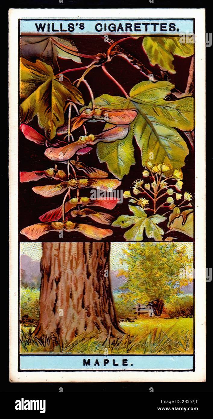 Maple Tree - Vintage Cigarette Card Stock Photo - Alamy