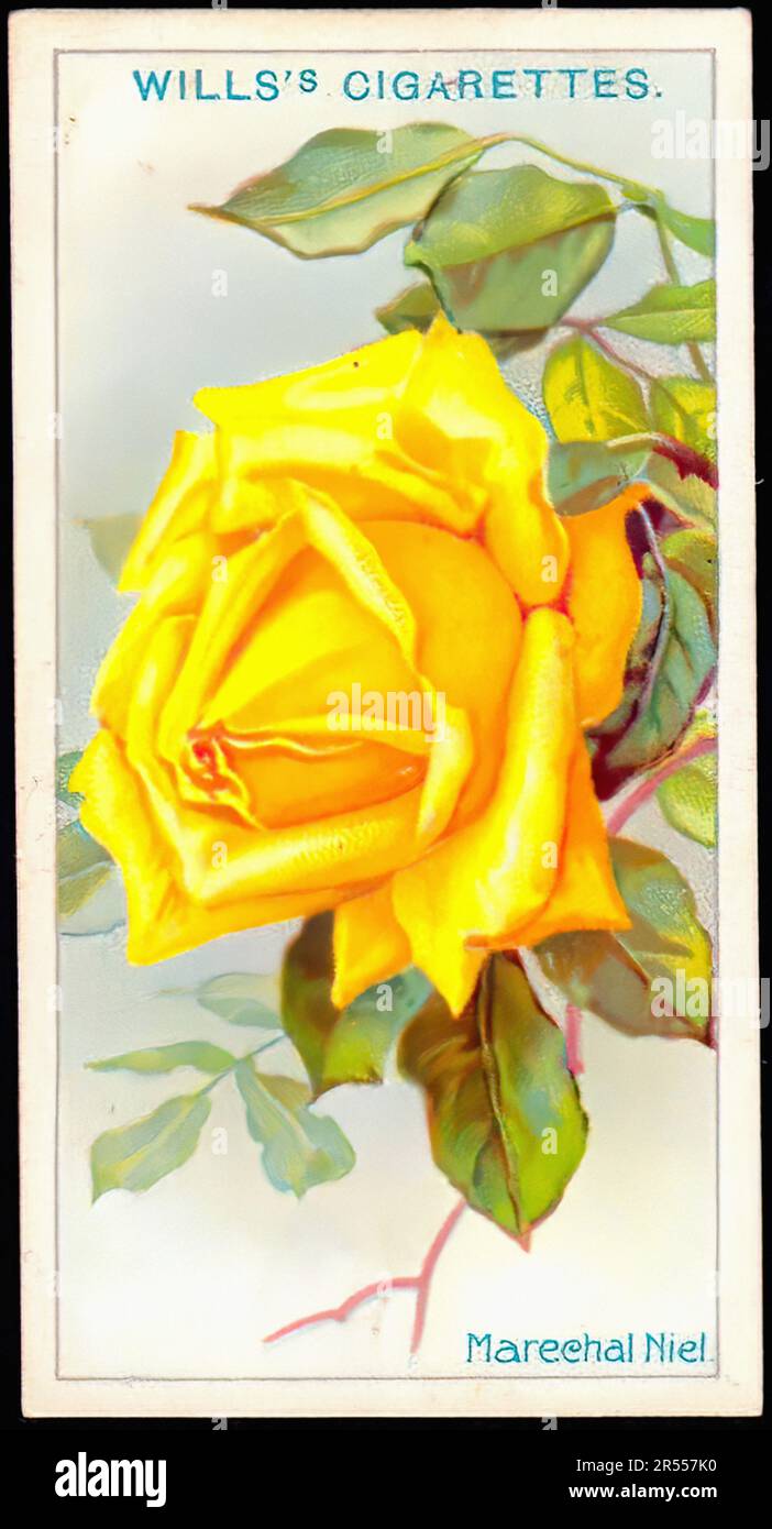 Marechal Niel Rose - Vintage Cigarette Card Stock Photo - Alamy
