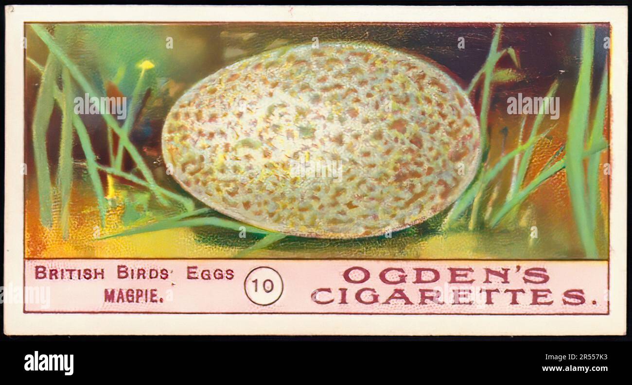 Magpie's Egg - Vintage Cigarette Card Stock Photo - Alamy