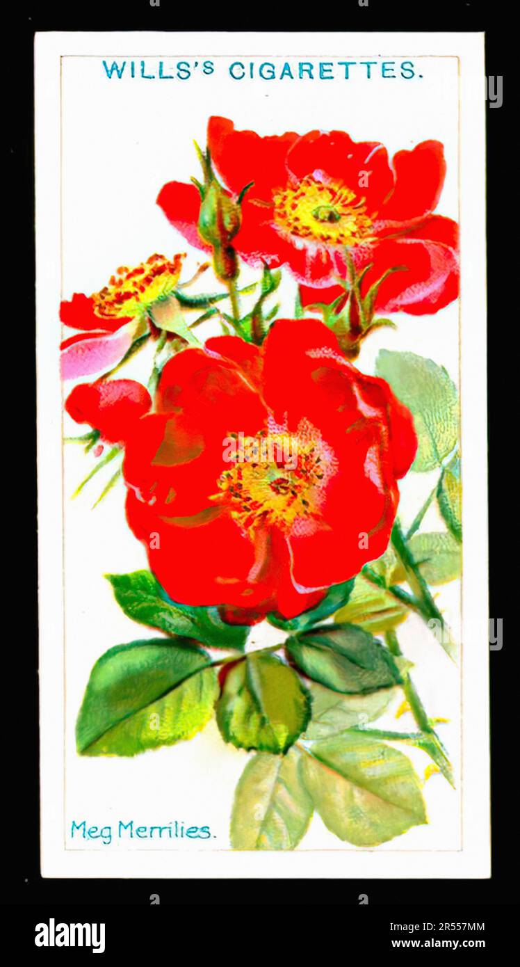 Meg Merrilies Rose - Vintage Cigarette Card Stock Photo - Alamy