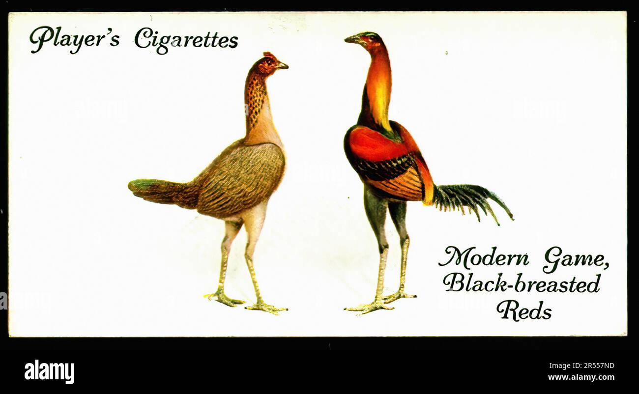 Modern Game, Black-Breasted Reds - Vintage Cigarette Card Stock Photo ...