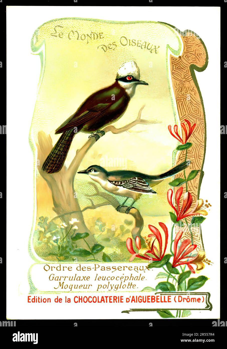 Mockingbird - Vintage French Tradecard, Belle Epoque Era Stock Photo ...