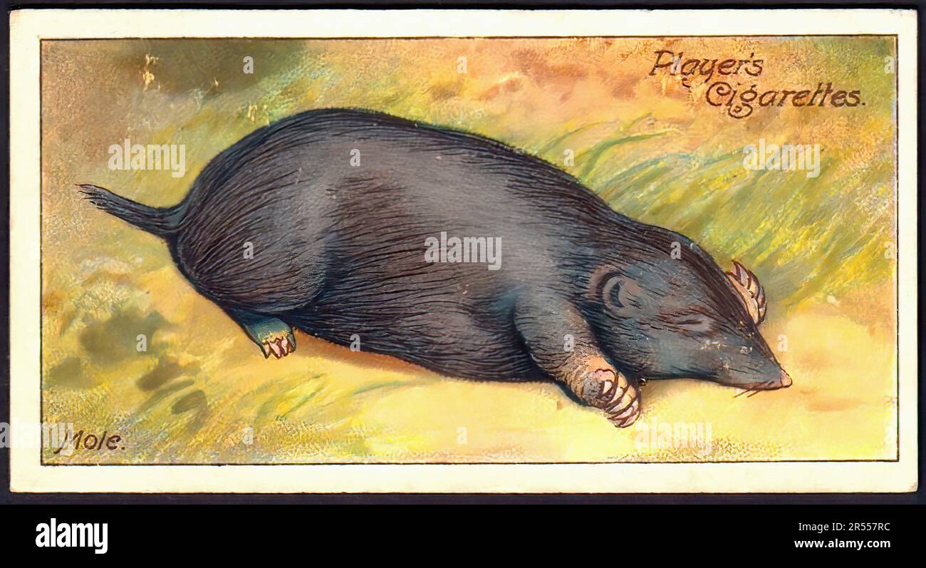 Mole - Vintage Cigarette Card Stock Photo - Alamy