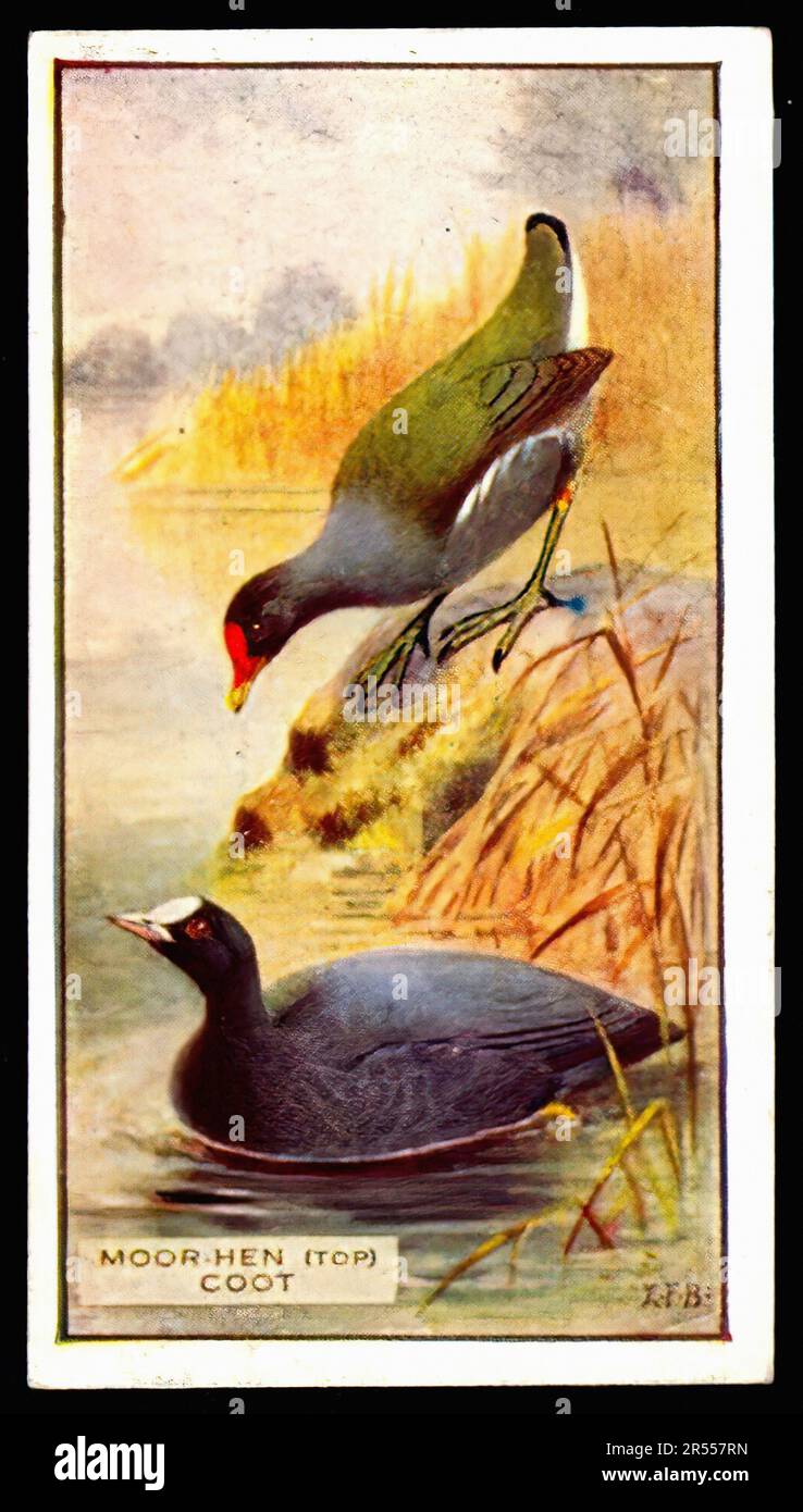 Moor Hen and Coot - Vintage Cigarette Card Stock Photo - Alamy