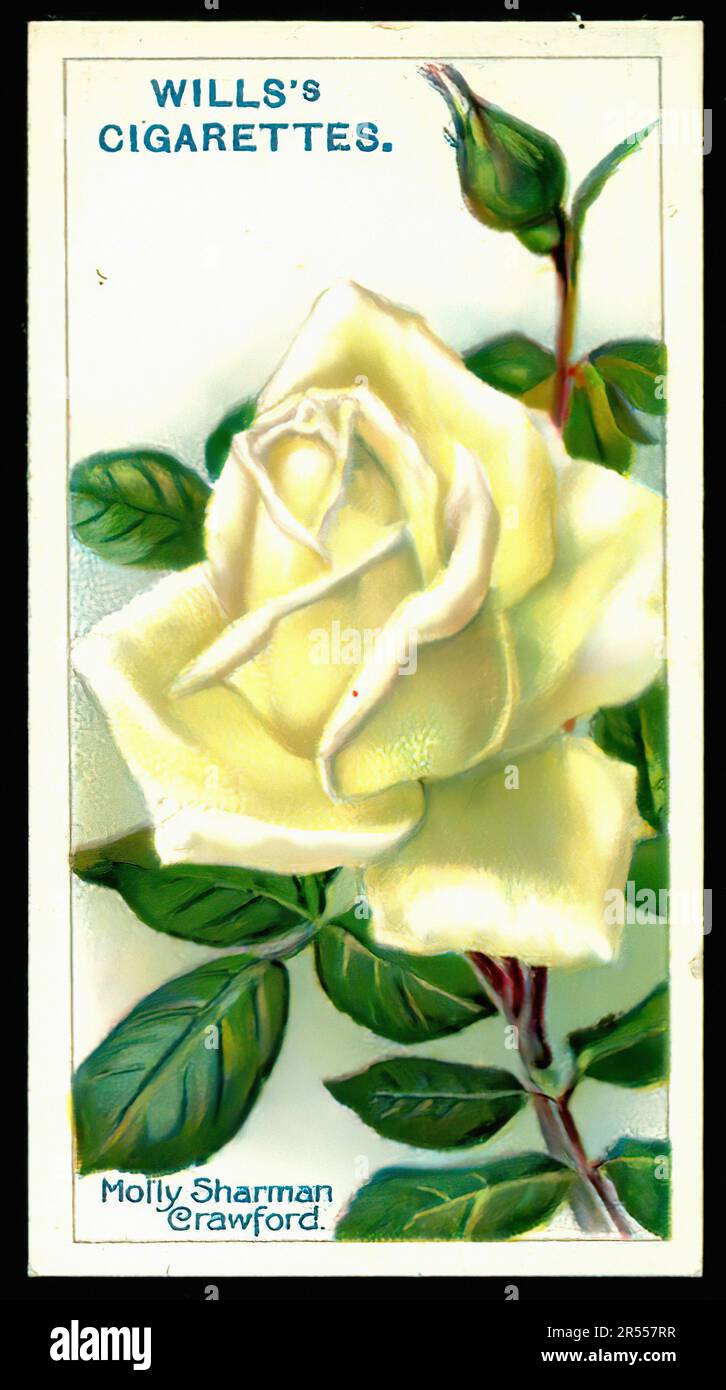 Molly Sharman Crawford Rose - Vintage Cigarette Card Stock Photo - Alamy