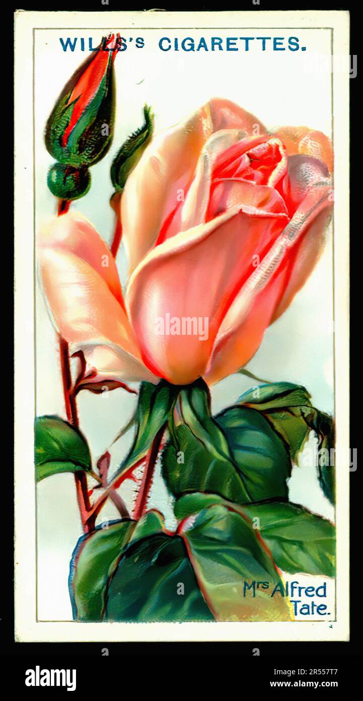 Mrs Alfred Tate Rose - Vintage Cigarette Card Stock Photo - Alamy