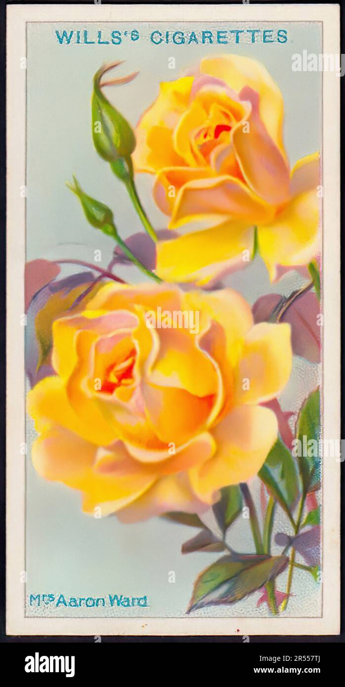 Mrs Aaron Ward Rose - Vintage Cigarette Card Stock Photo - Alamy