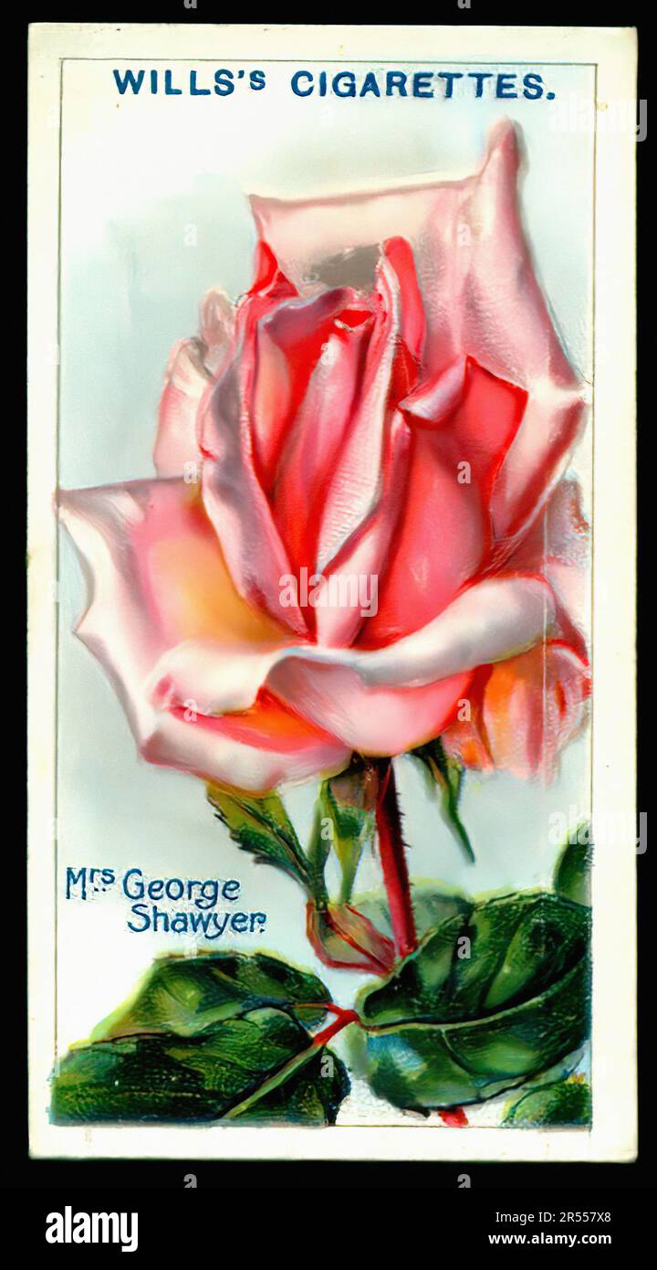 Mrs George Sawyer Rose - Vintage Cigarette Card Stock Photo - Alamy