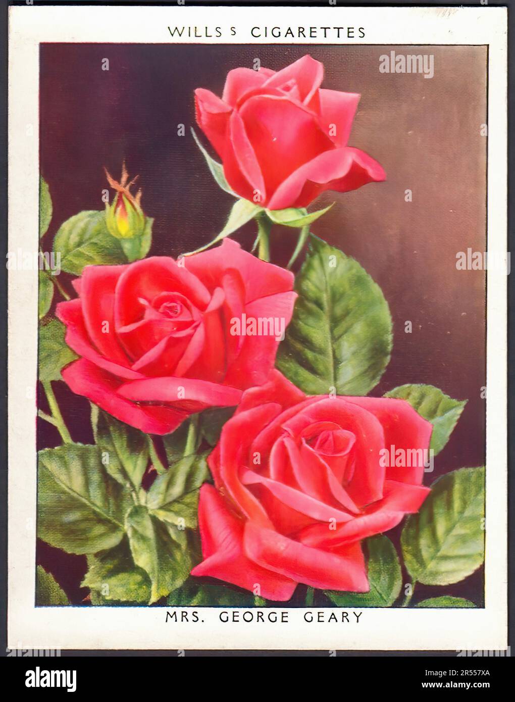 Mrs George Geary Rose - Vintage Cigarette Card Stock Photo - Alamy