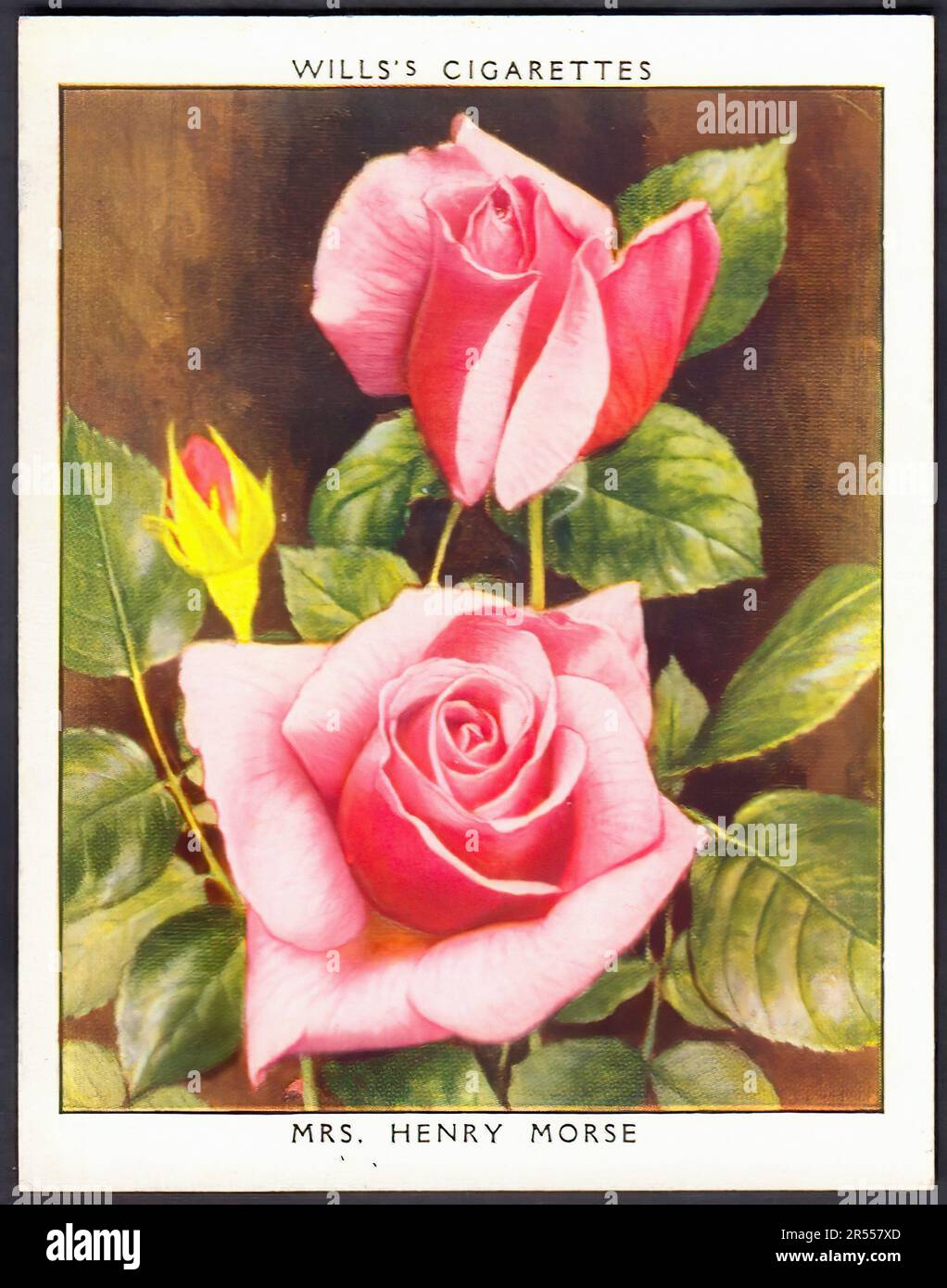 Mrs Henry Morse Rose - Vintage Cigarette Card Stock Photo - Alamy