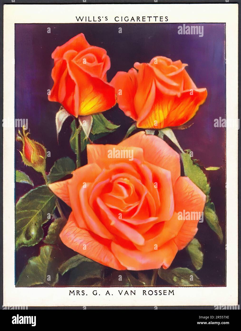 Mrs G.A. Van Rossem Rose - Vintage Cigarette Card Stock Photo - Alamy