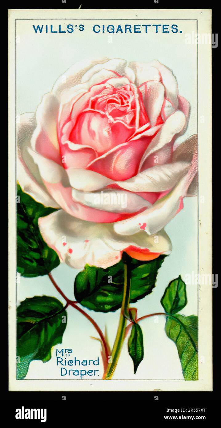Mrs Richard Draper Rose - Vintage Cigarette Card Stock Photo - Alamy